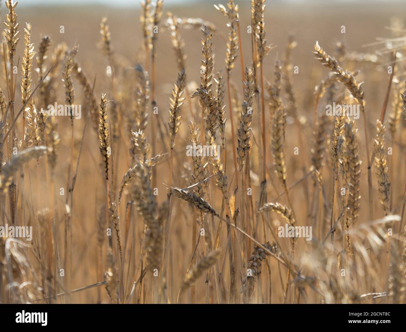 Grains to make bread hi-res stock photography and images - Alamy