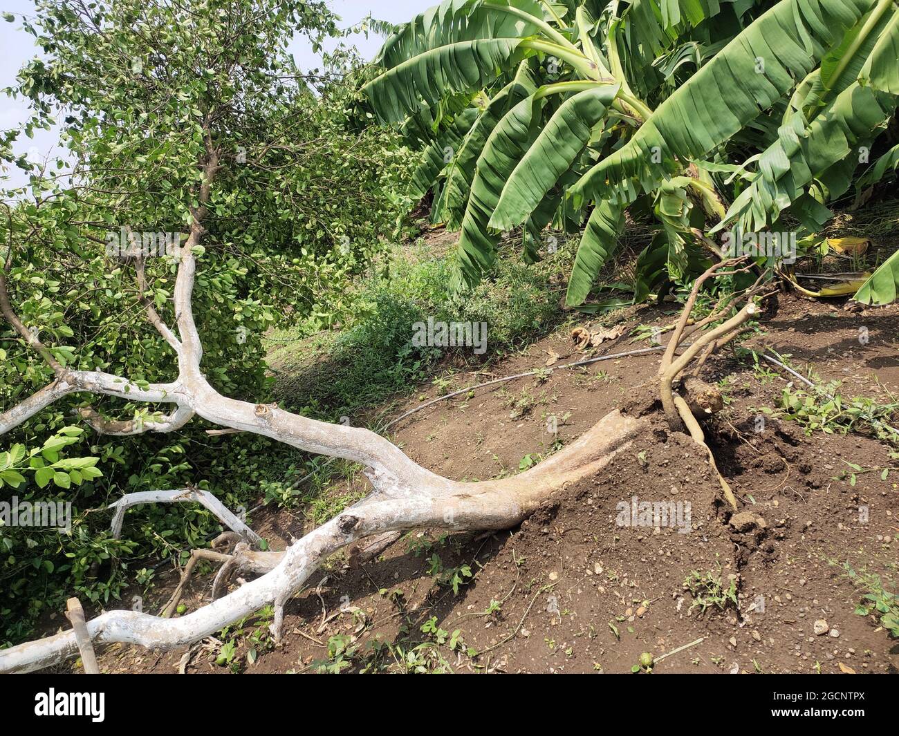 Turpentine grass hi-res stock photography and images - Alamy
