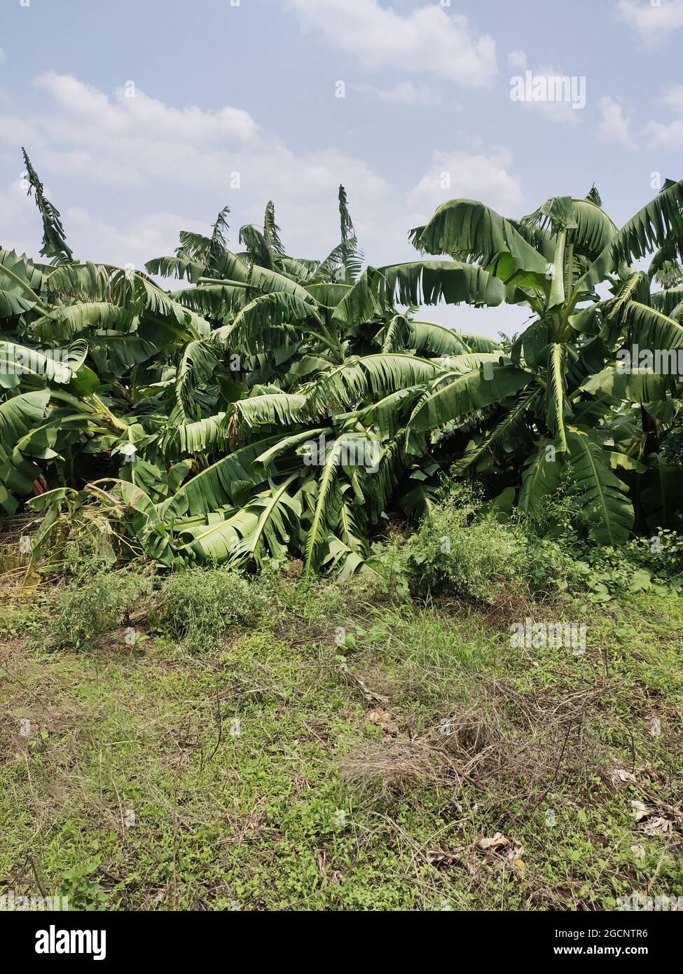 Farmer lost many banana trees by heavy rain Stock Photo - Alamy