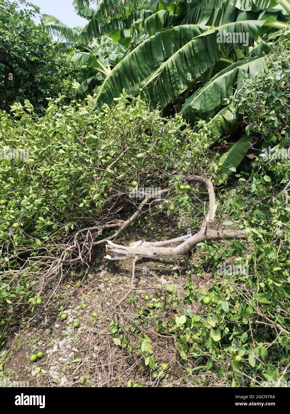 Trees fall in the field by cyclone Stock Photo - Alamy