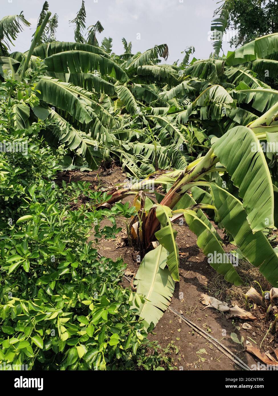 Farmer lost many banana trees by heavy rain Stock Photo - Alamy
