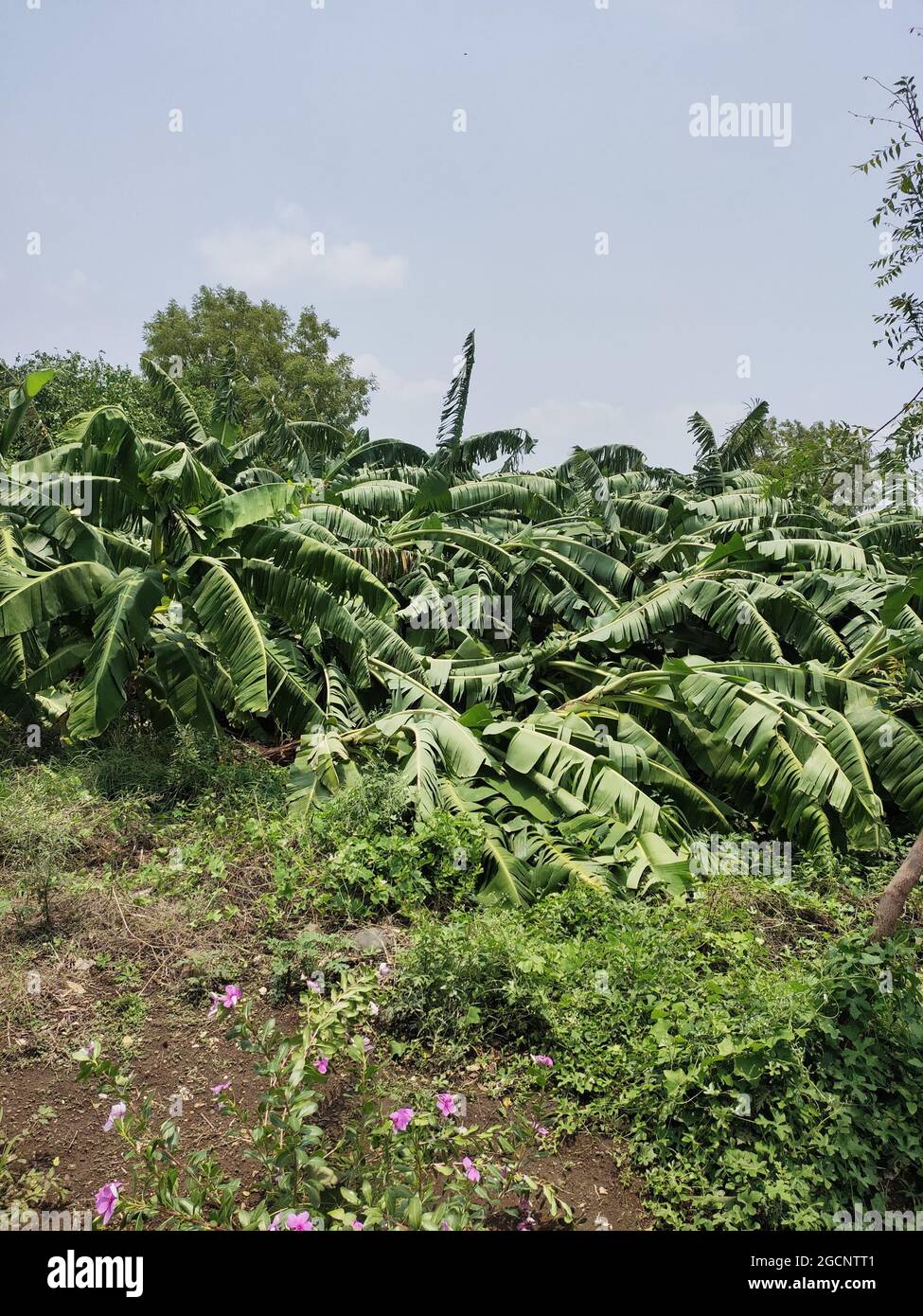 Heavy rain destroyed many banana plants Stock Photo - Alamy
