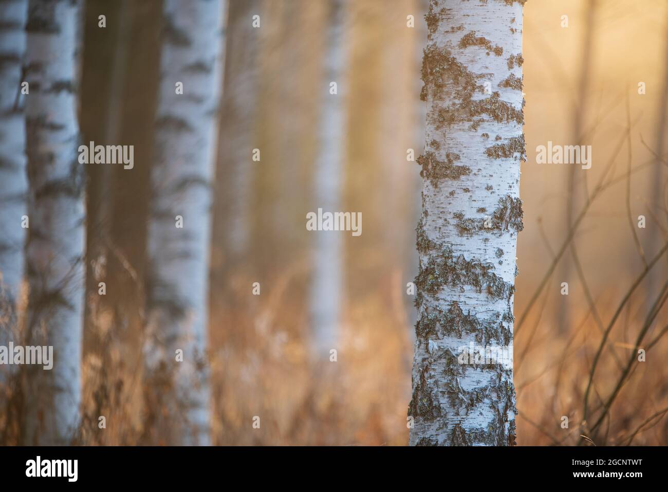 Birch trees in autumn forest Stock Photo - Alamy