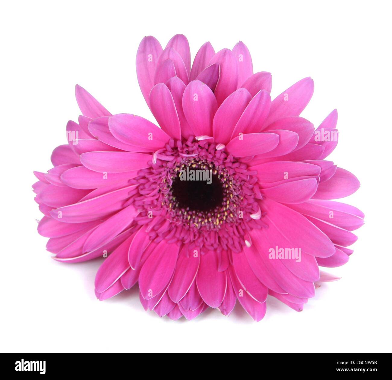 Purple gerbera isolated on white Stock Photo - Alamy