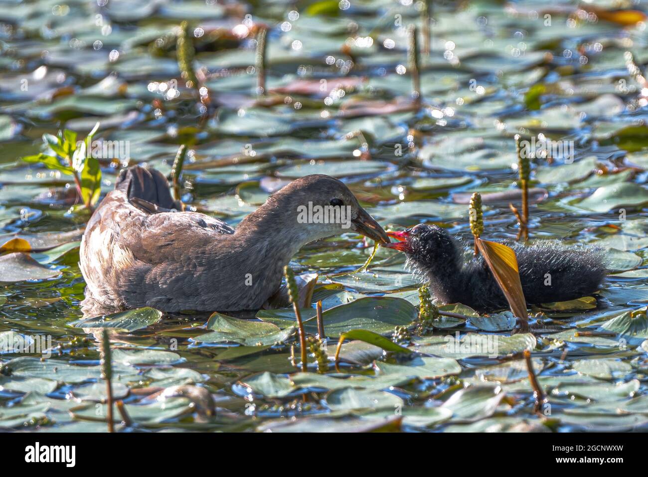 Female Common Moorhen (Gallinula chloropus) Feeding its Nestling Stock ...