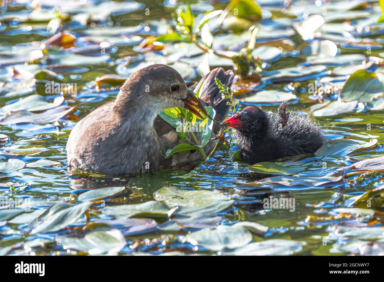 Female Common Moorhen (Gallinula chloropus) Feeding its Nestling Stock ...