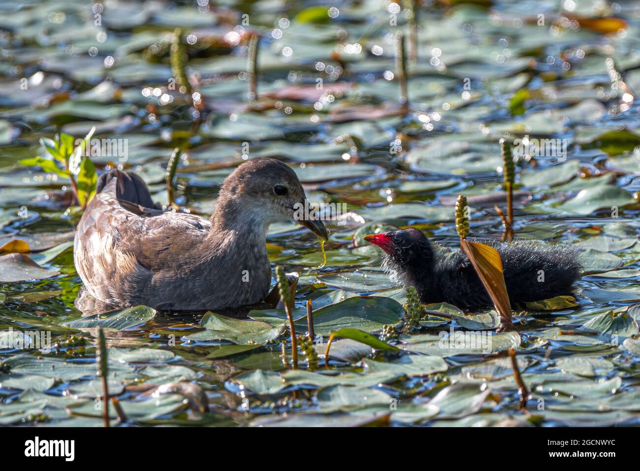 Female Common Moorhen (Gallinula chloropus) Feeding its Nestling Stock ...