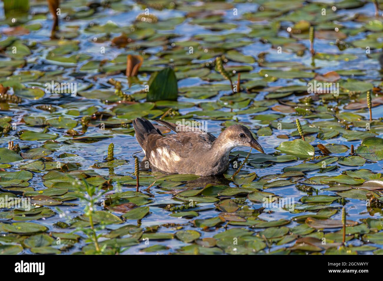 Female Common Moorhen (Gallinula chloropus Stock Photo - Alamy