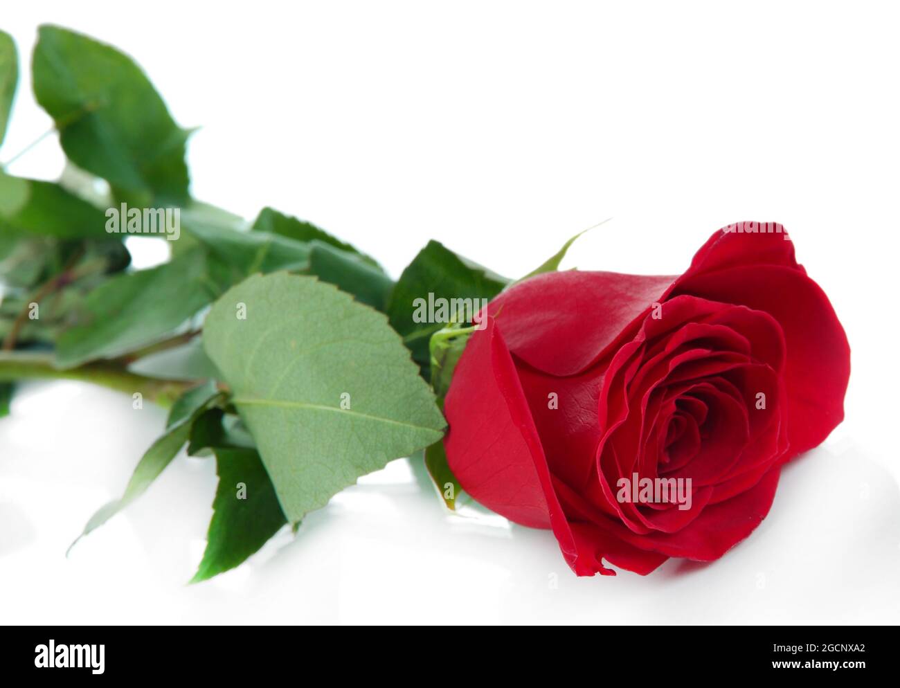 Red rose isolated on white Stock Photo - Alamy