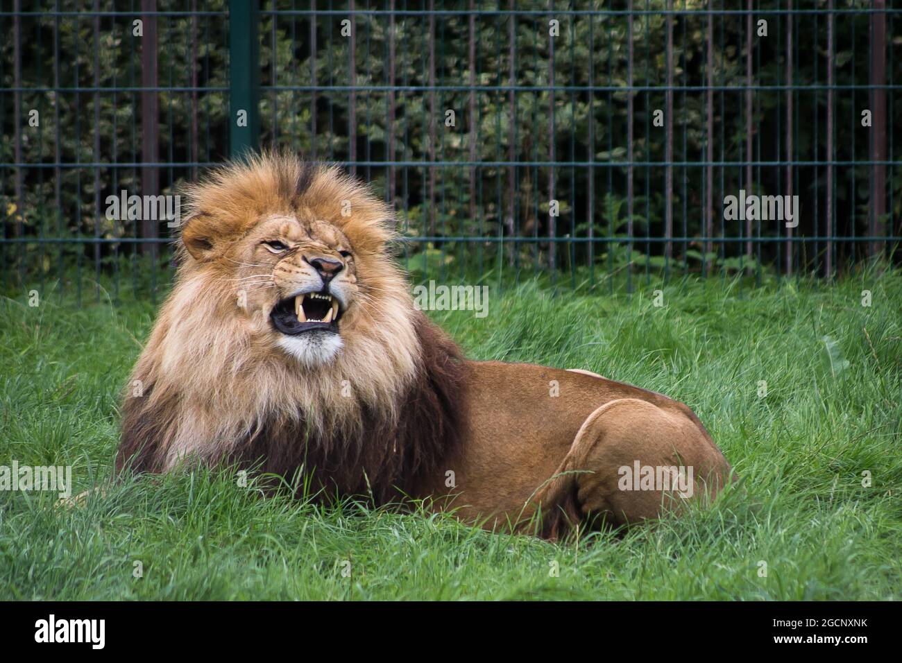 Animals in Captivity Stock Photo - Alamy