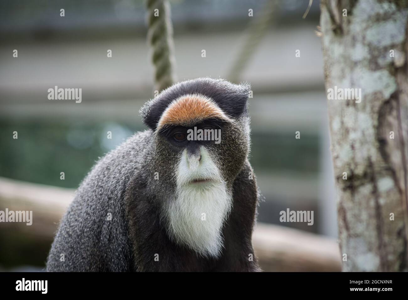 Primate in Captivity Stock Photo - Alamy