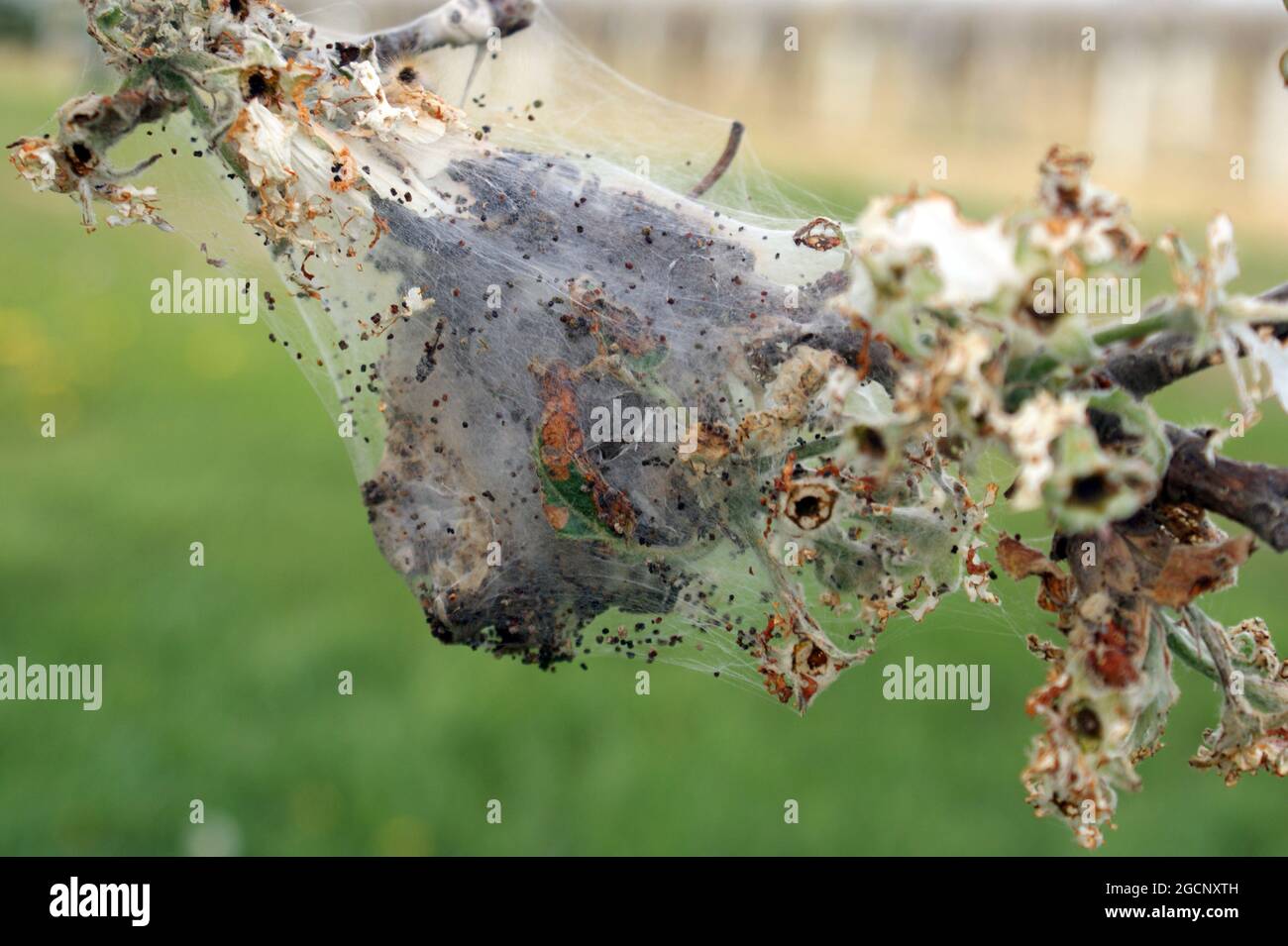 Codling moth hi-res stock photography and images - Alamy