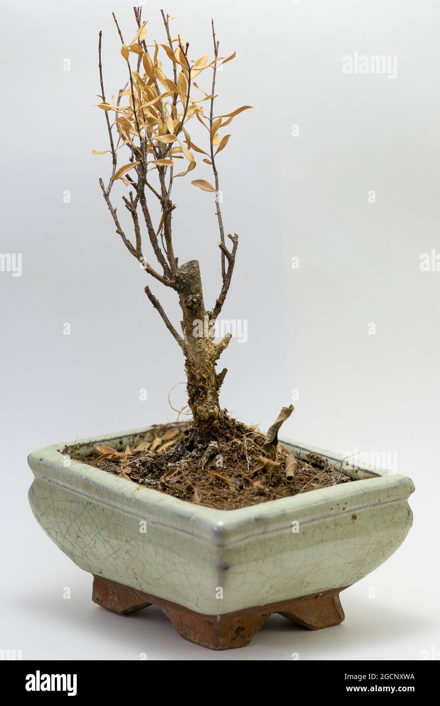 The sad Bonsai. The dead Bonsa Stock Photo - Alamy