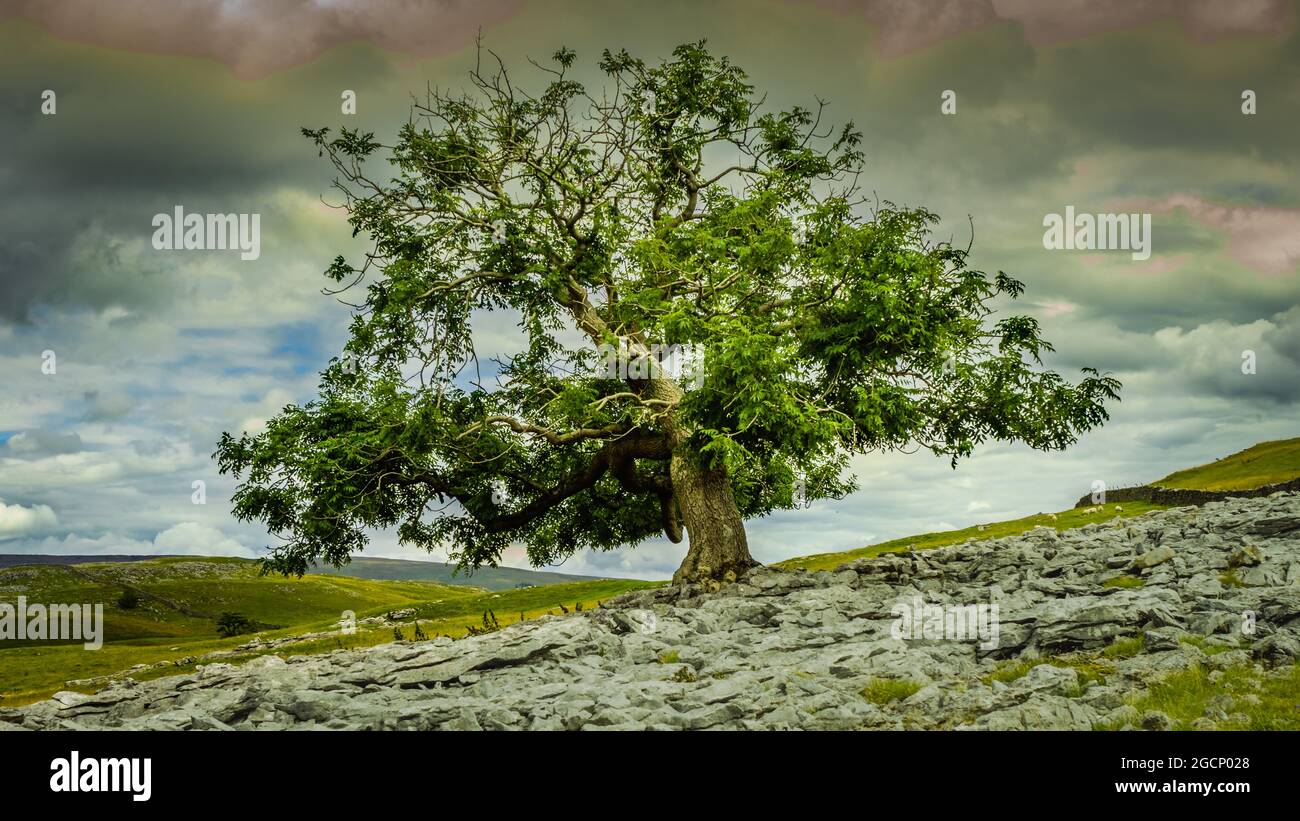The low cliff-line above the hamlet of Feizor is a popular trad venue ...