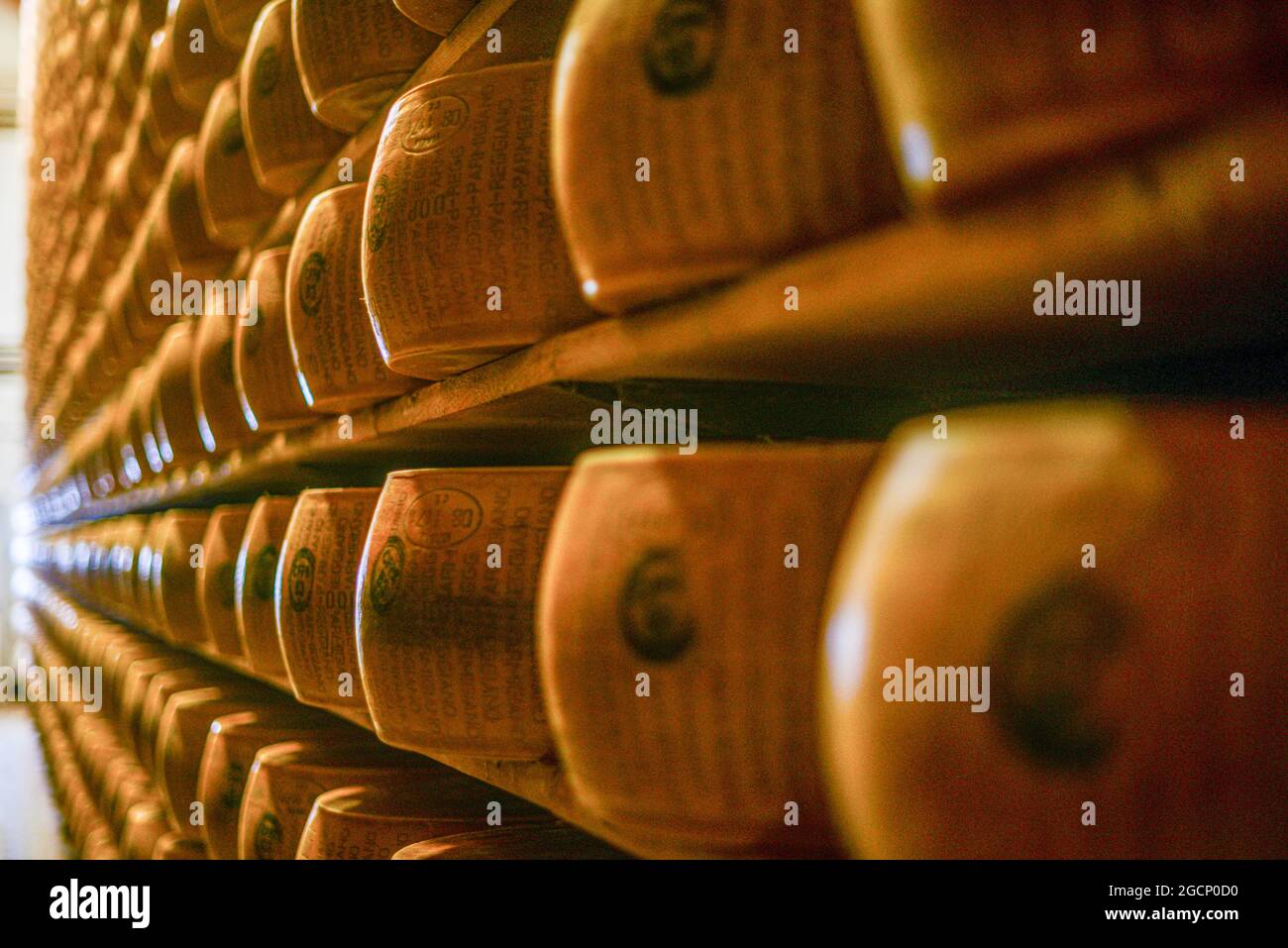 Wheels of parmesan cheese at the dairy Stock Photo - Alamy
