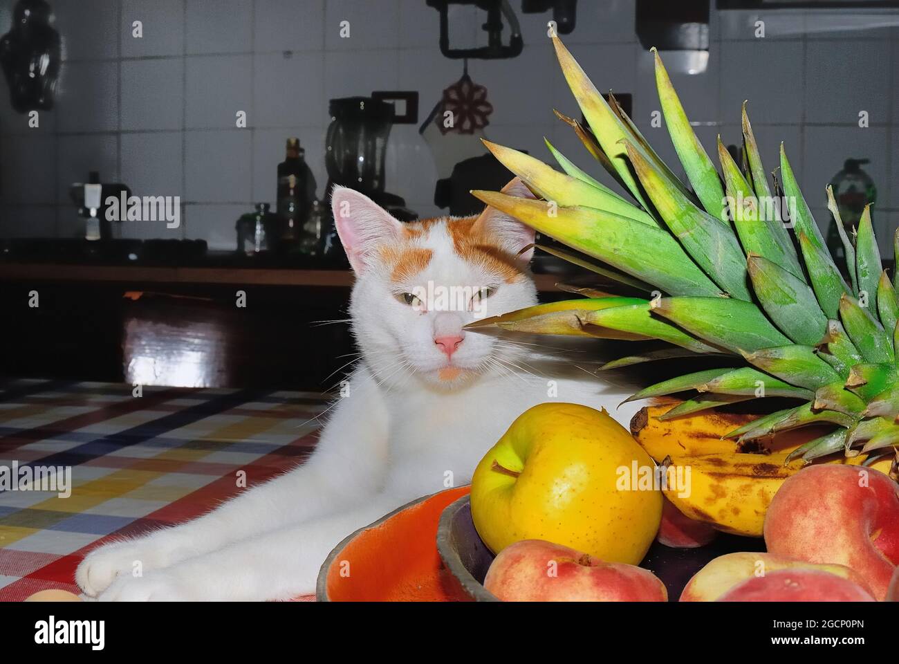 Cat and fruit hi-res stock photography and images - Alamy