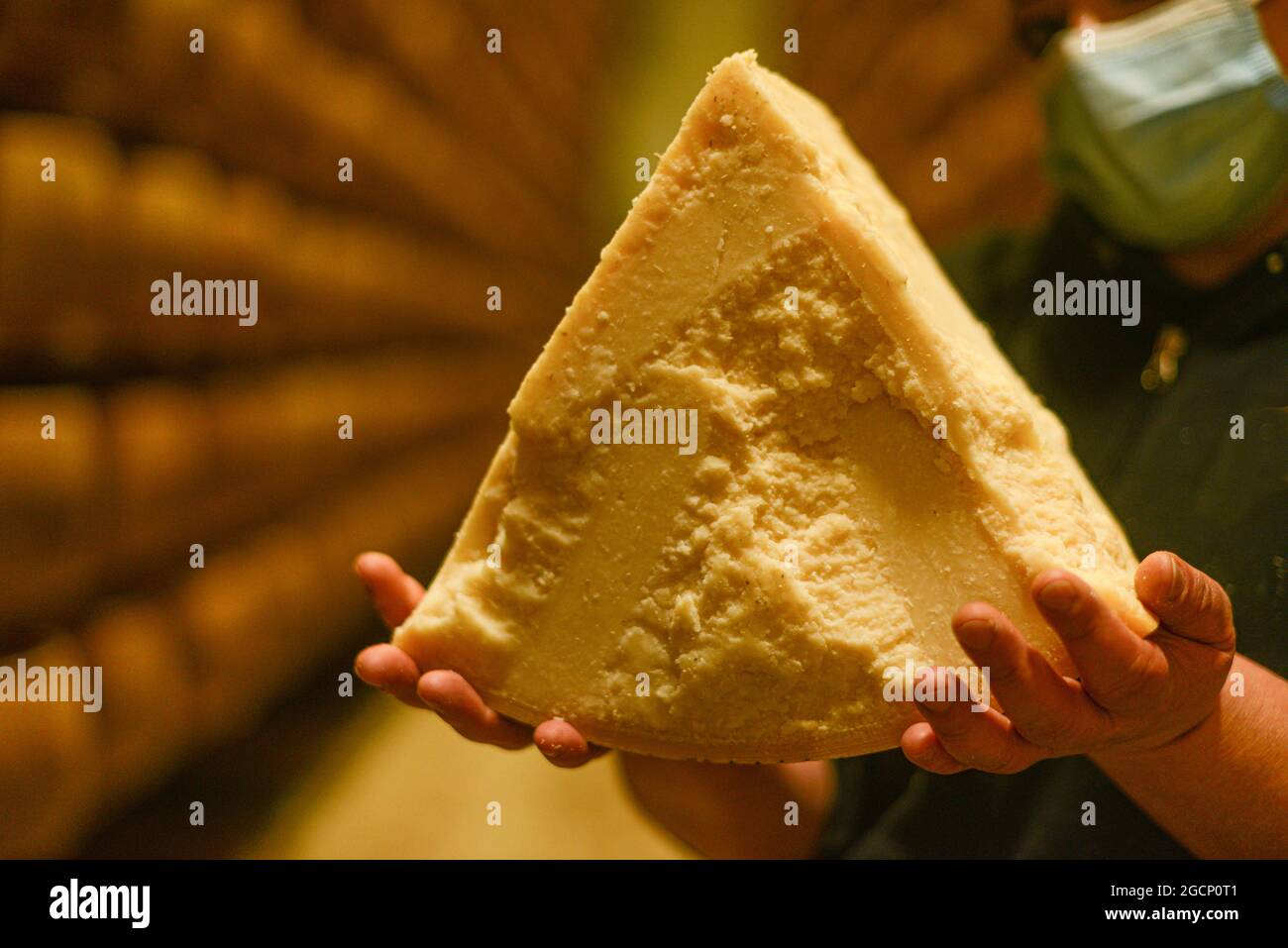 Cheese master with a face mask cutting a parmesan cheese wheel at the ...