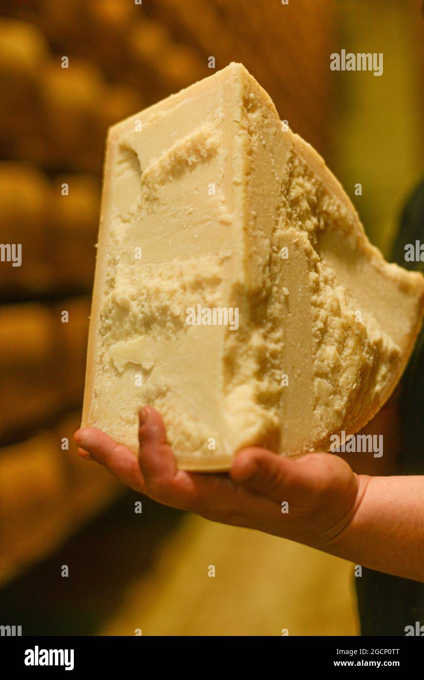 Cheese master cutting a parmesan cheese wheel at the dairy Stock Photo ...