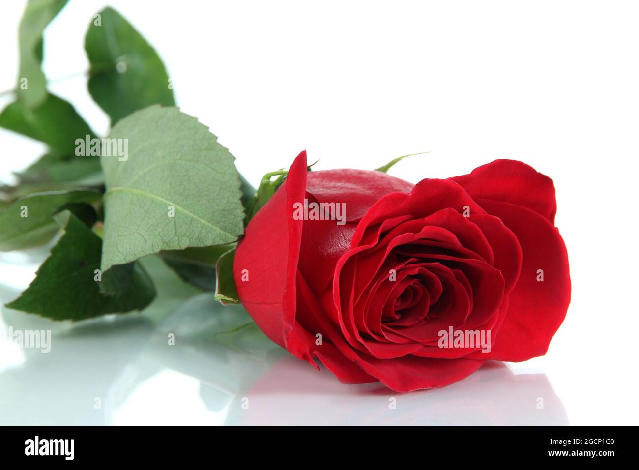 Red rose isolated on white Stock Photo - Alamy