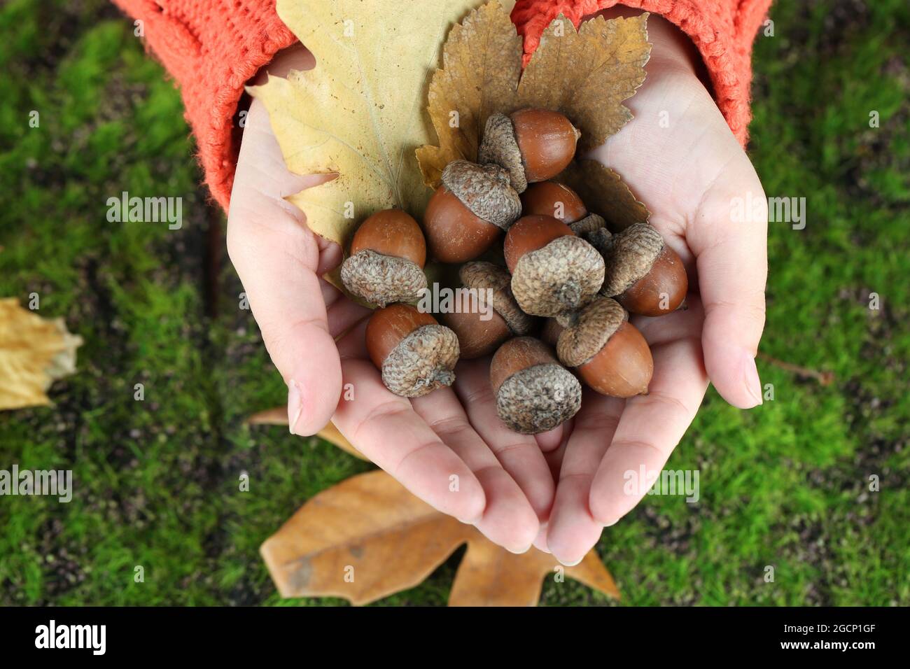 Man hands with acorns, on bright background Stock Photo - Alamy