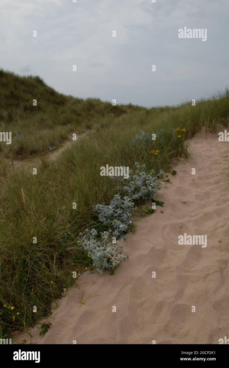 Eryngo plant at Hillend Burrows on the Gower, Wales, UK Stock Photo - Alamy