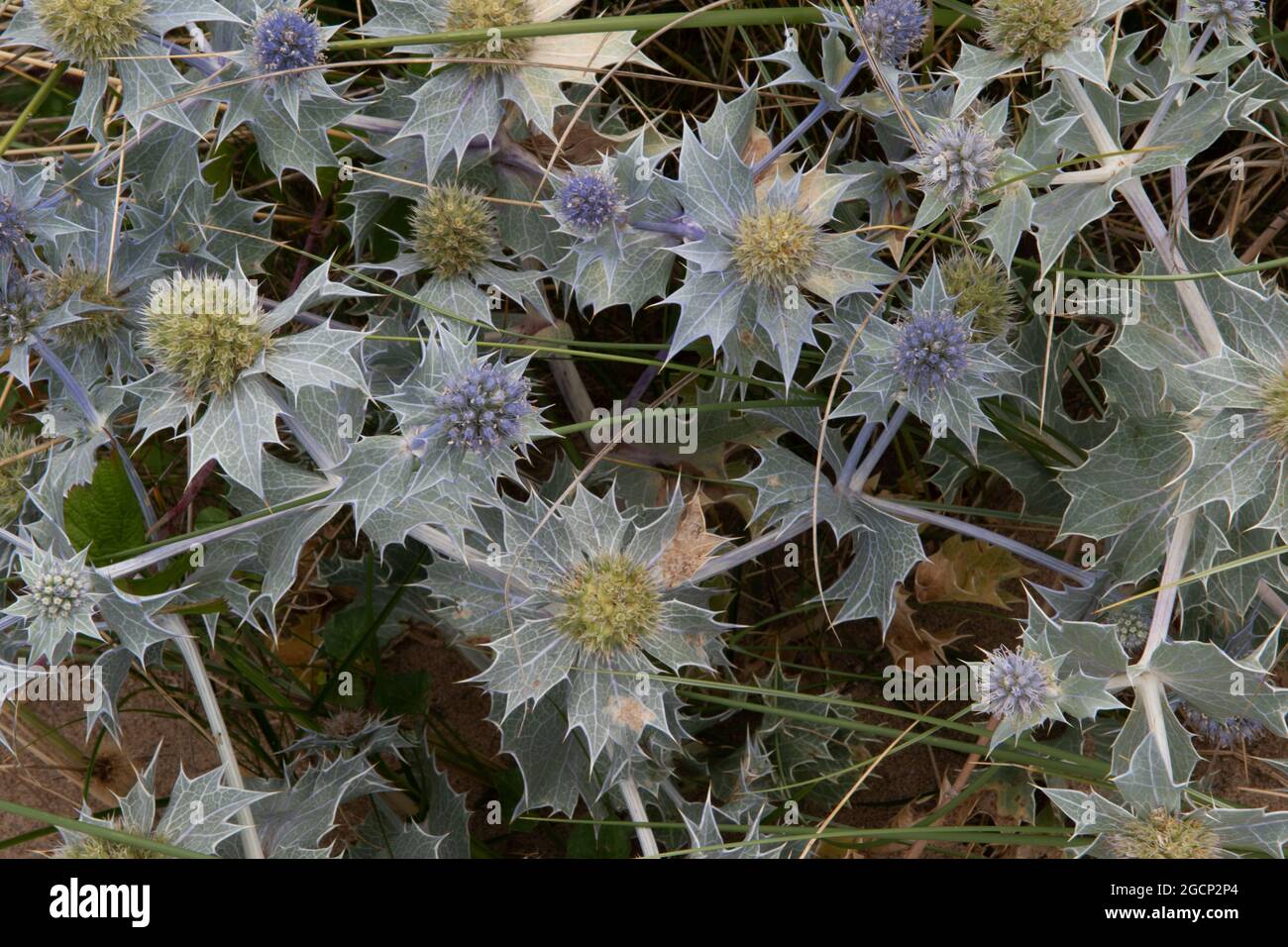 Eryngo plant at Hillend Burrows on the Gower, Wales, UK Stock Photo - Alamy