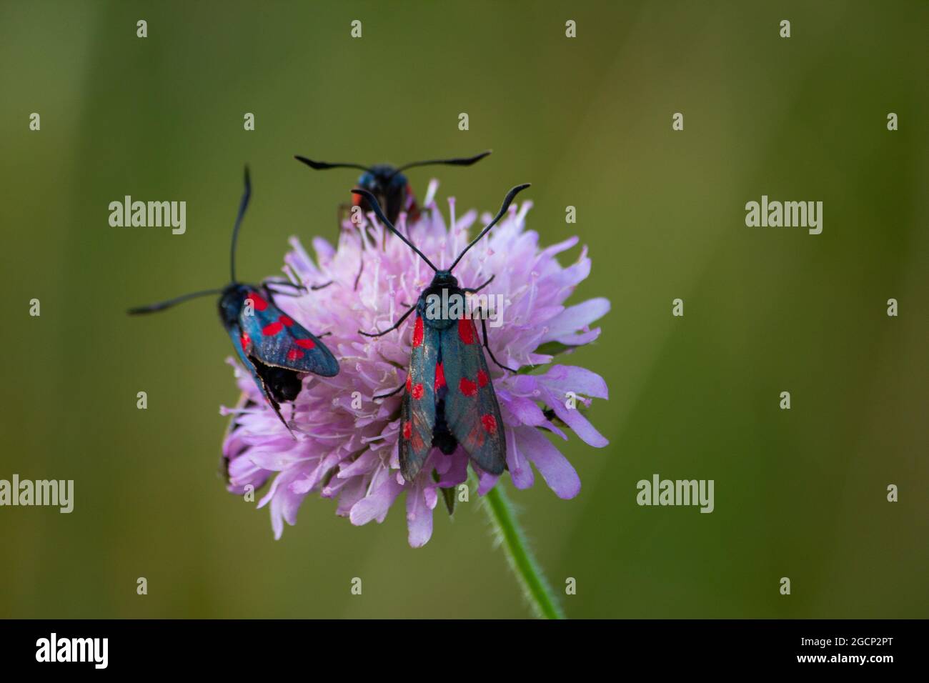 Day flying moths hi-res stock photography and images - Alamy