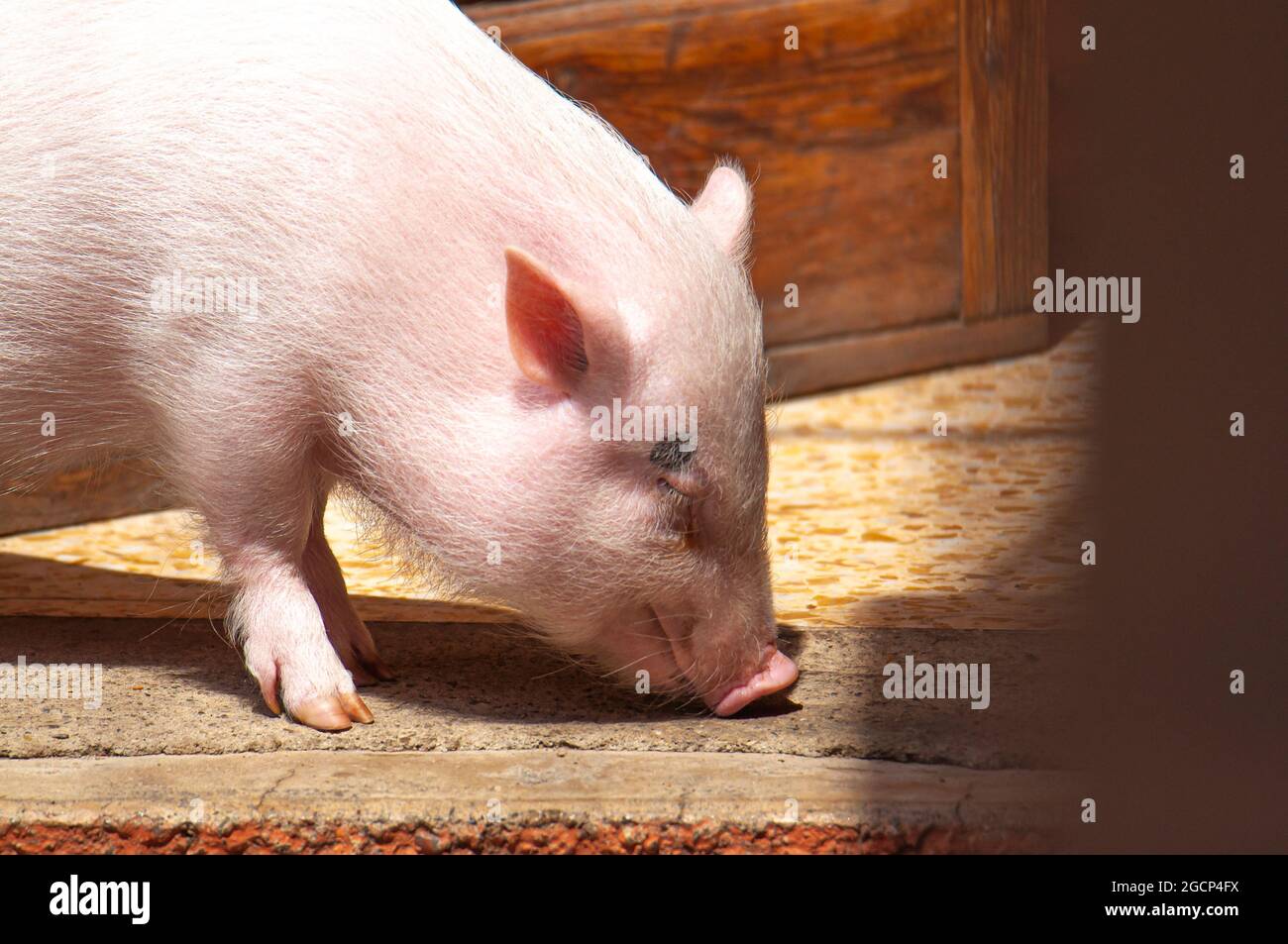 Pig pet in a door house Stock Photo - Alamy