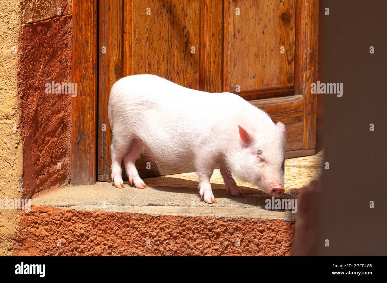 Pig pet in a house in a door Stock Photo - Alamy