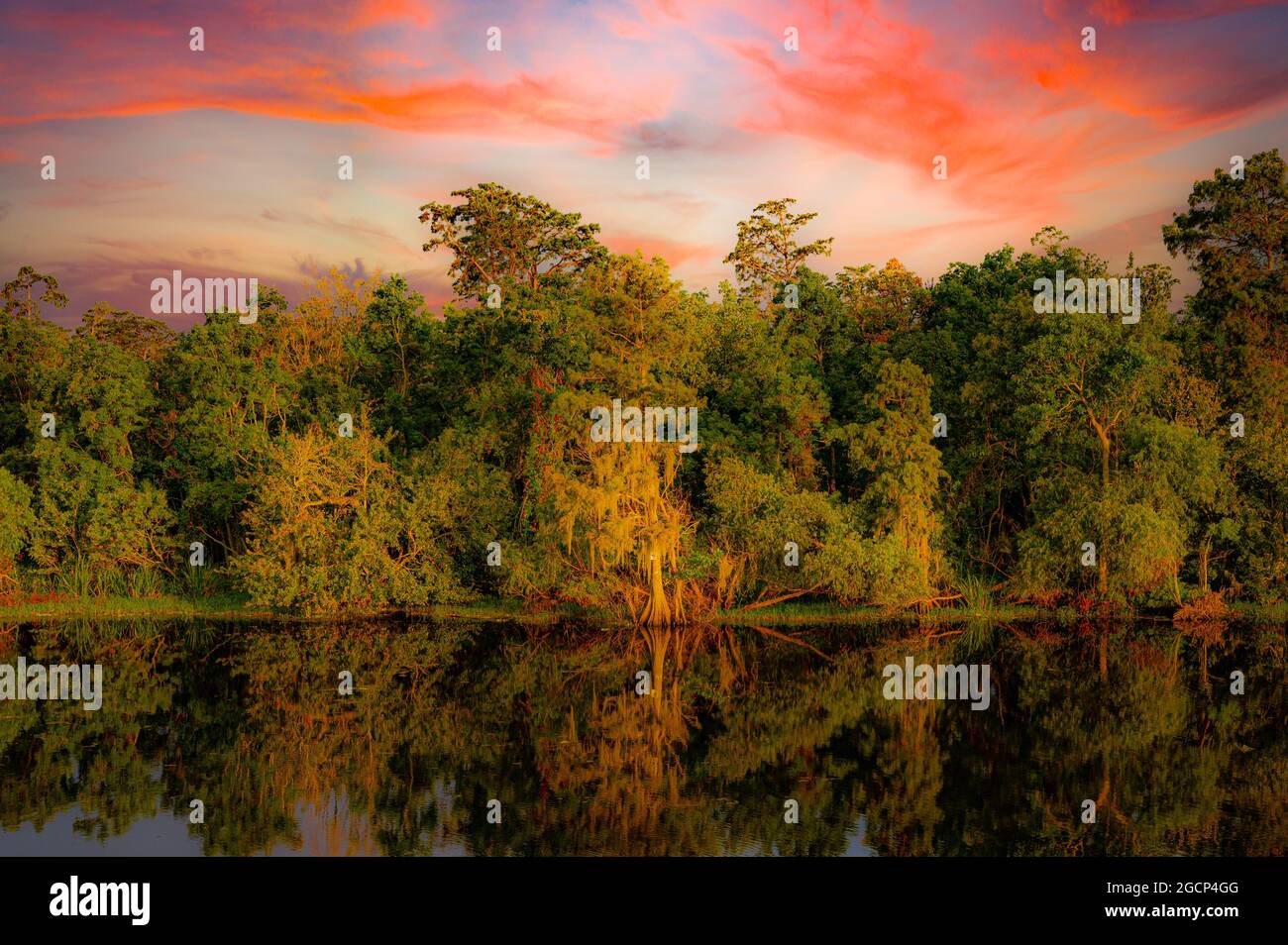 Swamp new orleans hi-res stock photography and images - Alamy