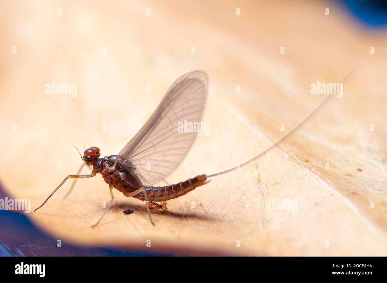 Adult mayflies hi-res stock photography and images - Alamy