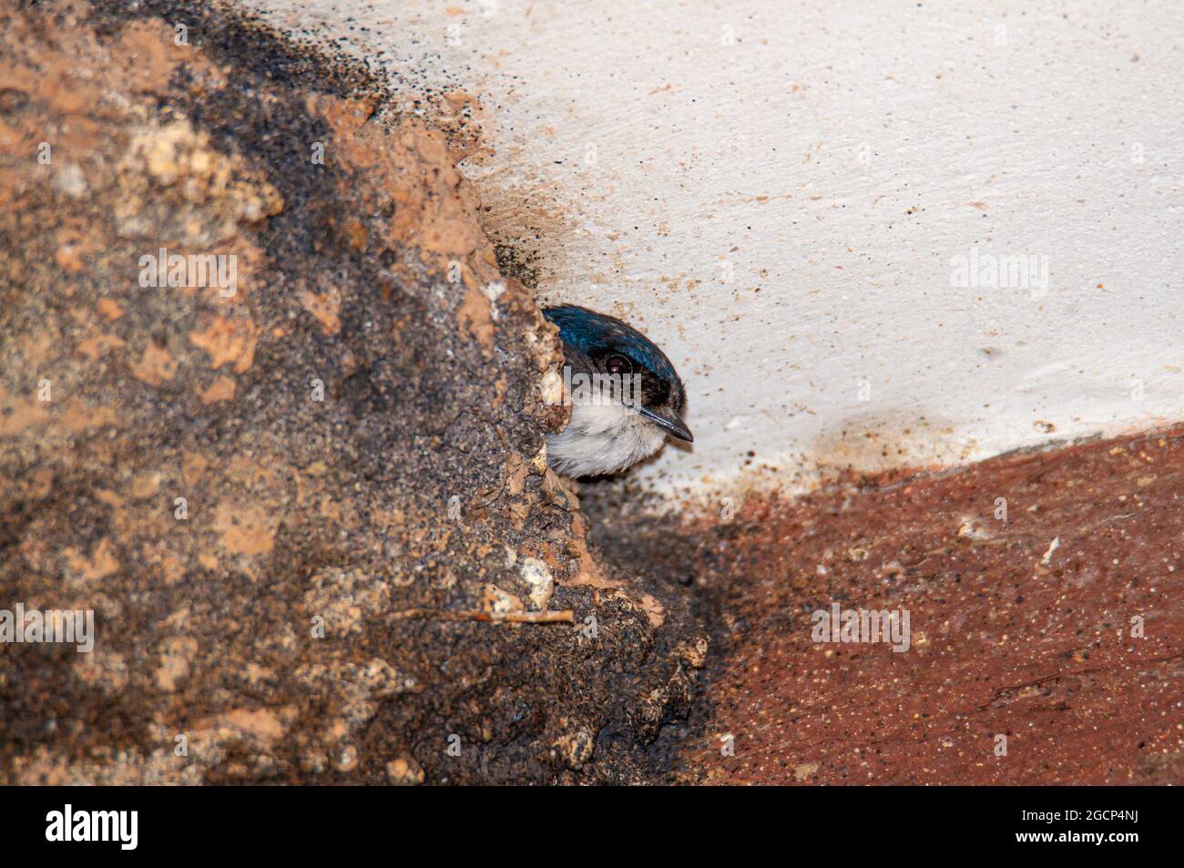 Swift bird nest house hi-res stock photography and images - Alamy