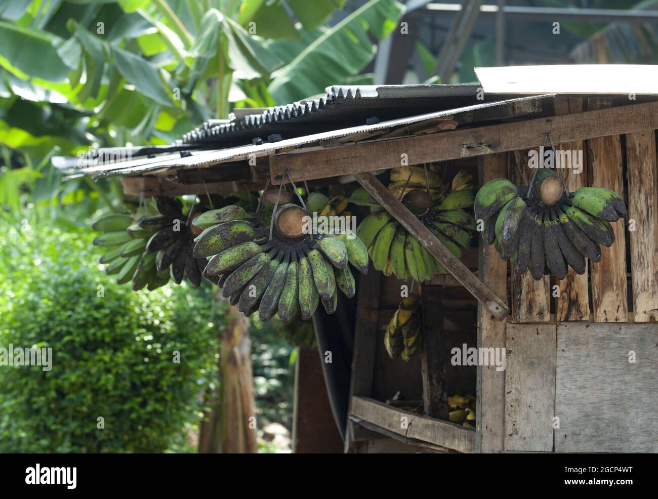 Bananas hanging at the roadside Stock Photo - Alamy