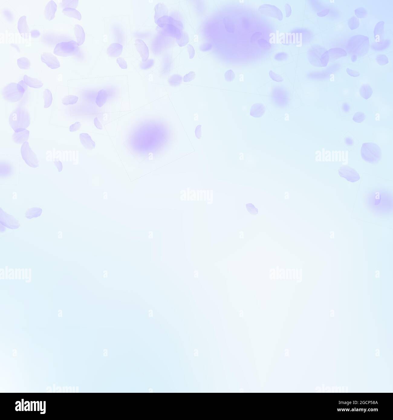 Violet flower petals falling down. Majestic romantic flowers falling ...