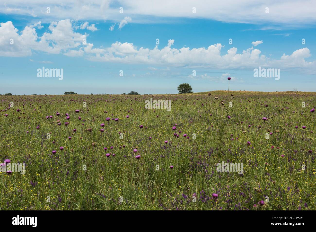 Wild flora, flowers in spring in the Pampas landscape, La Pampa ...