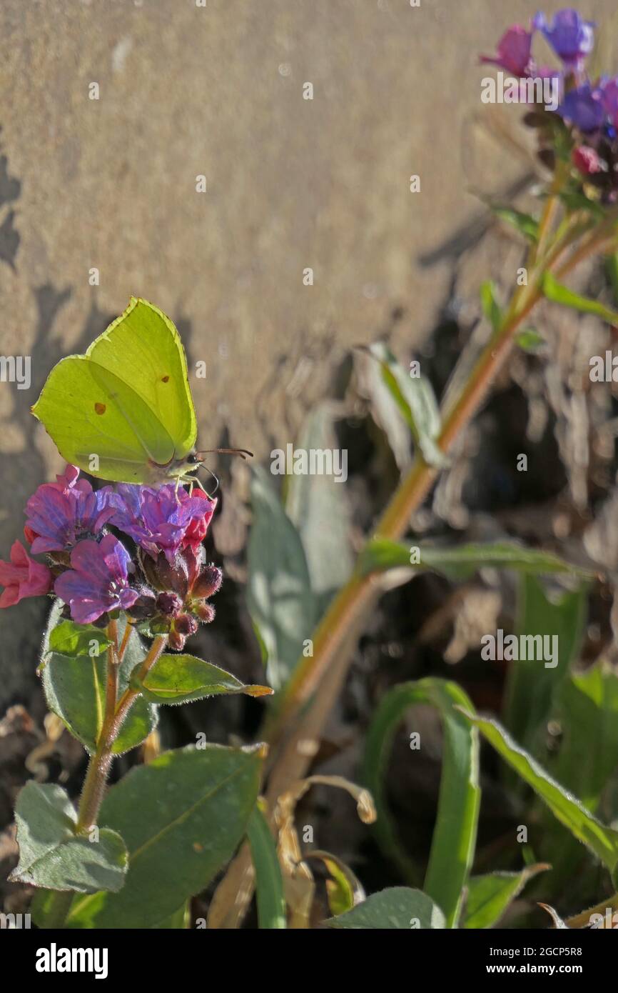 Yellow Brimstone butterfly Stock Photo - Alamy