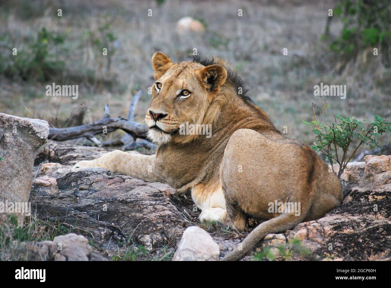 Lioness in The African Savanna, South Africa Stock Photo - Alamy