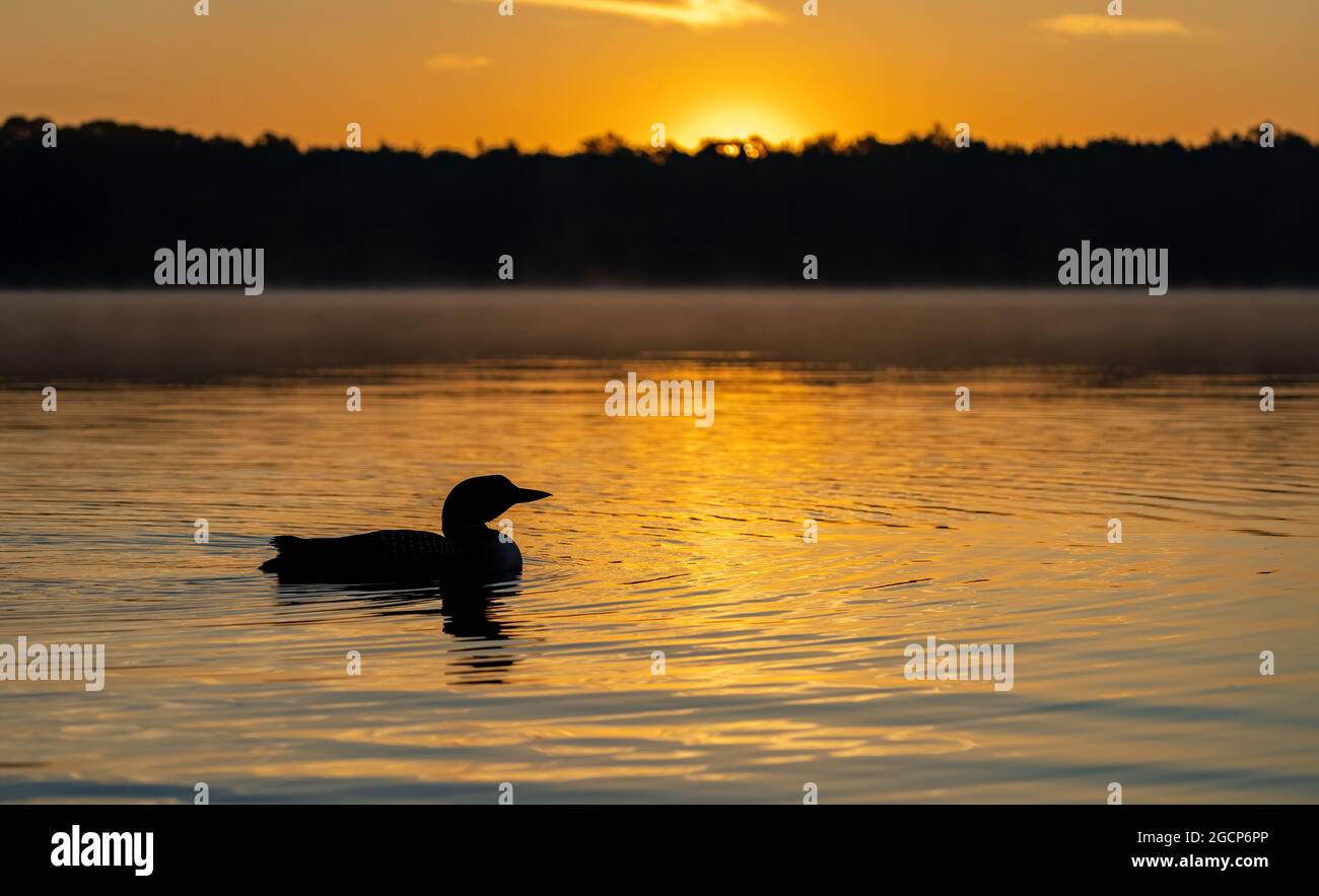 A Common Loon on a Lake Stock Photo - Alamy