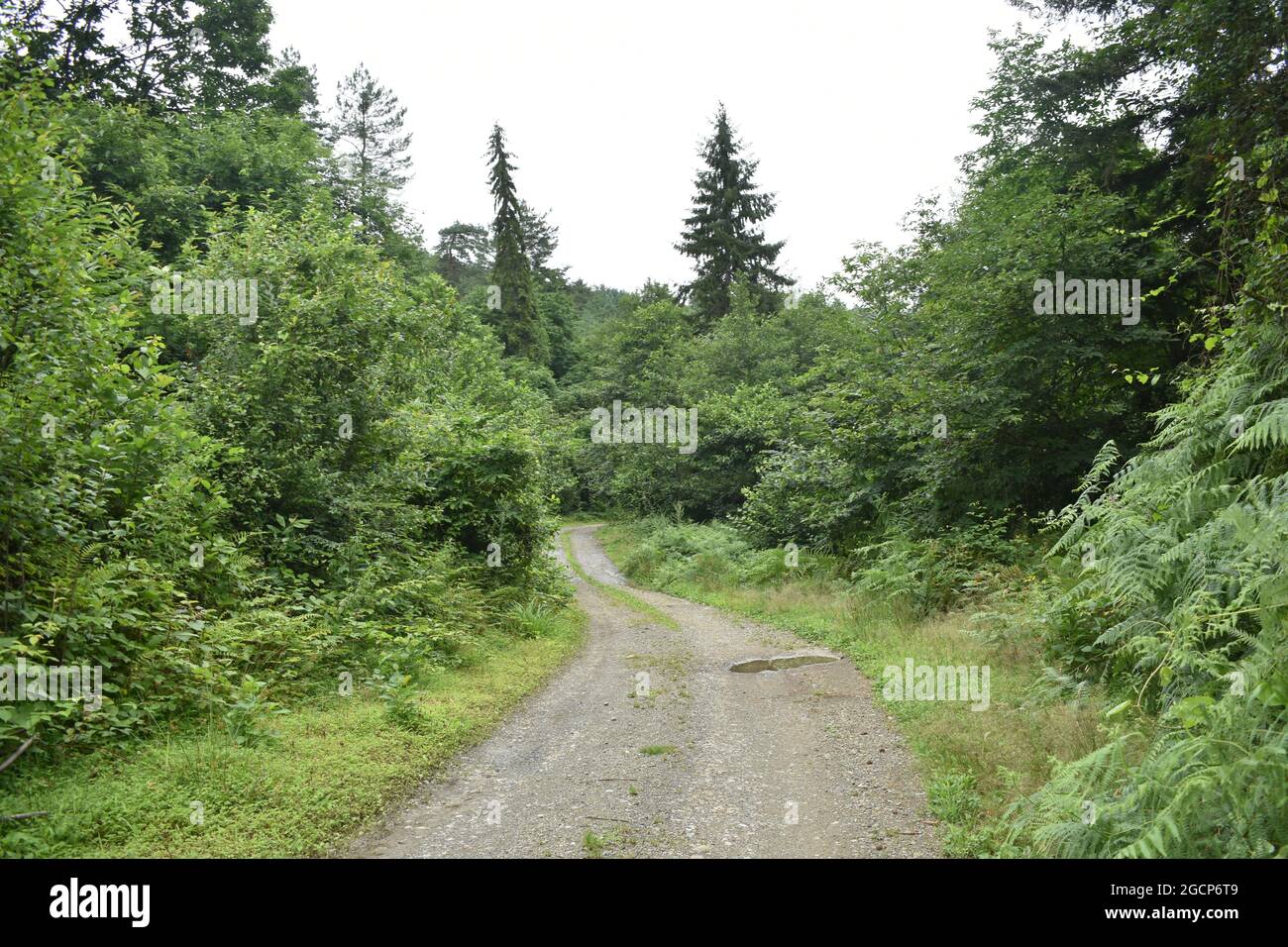 Beautiful view of a small path among the dense forest Stock Photo - Alamy