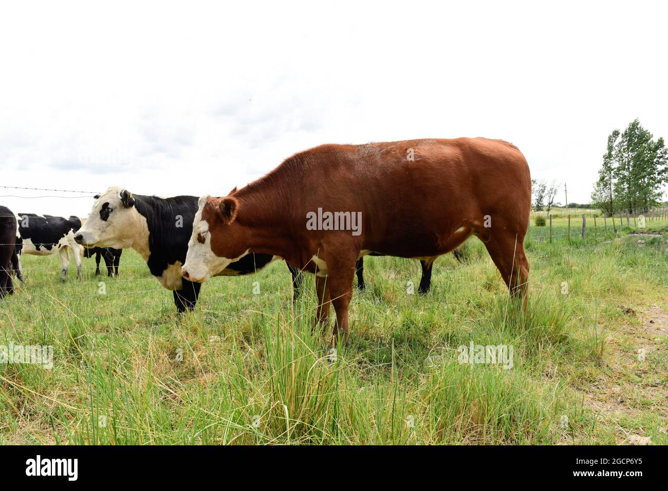 Cows raised with natural pastures, meat production in the Argentine ...