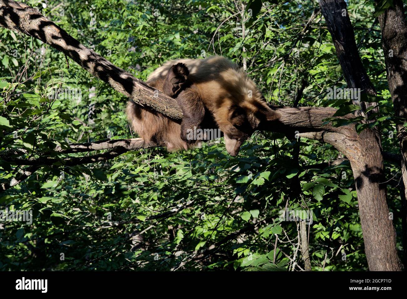 Beautiful brown bear laying on a tree branch in a forest Stock Photo ...