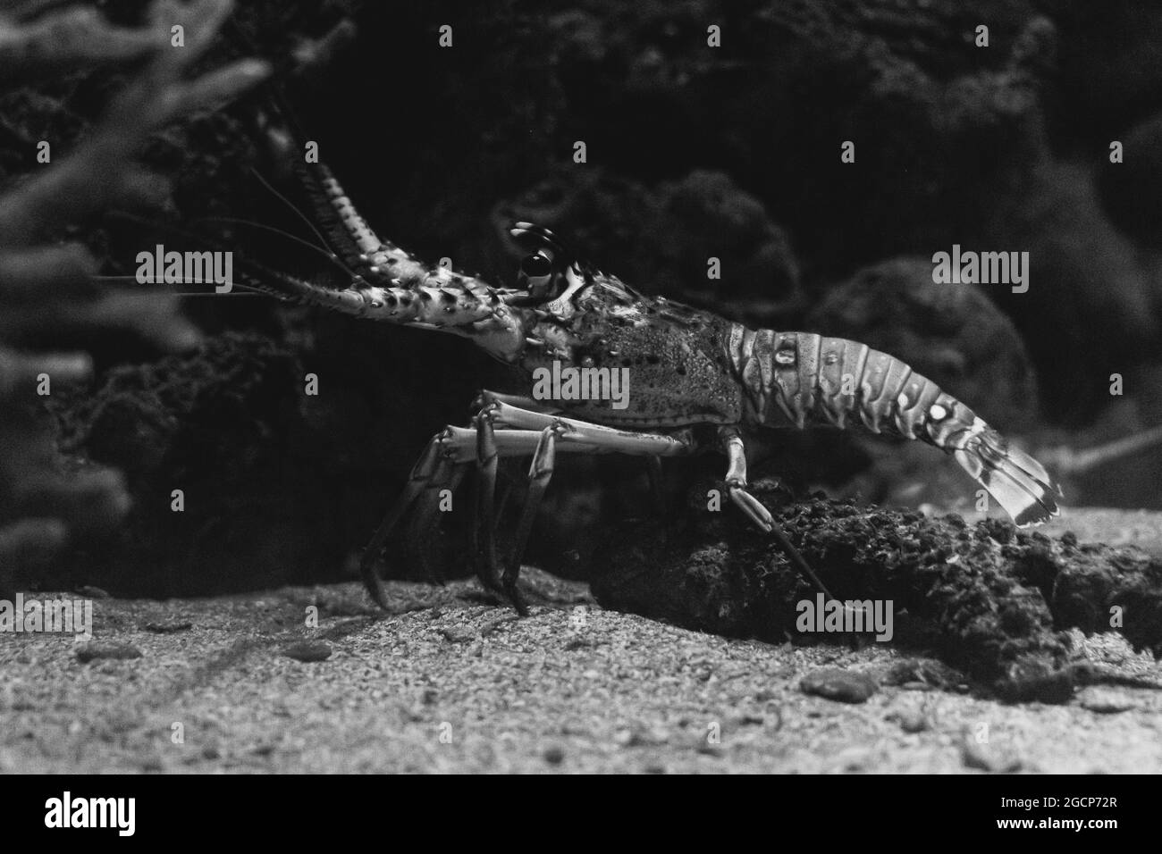 Grayscale shot of a tropical lobster swimming underwater Stock Photo ...