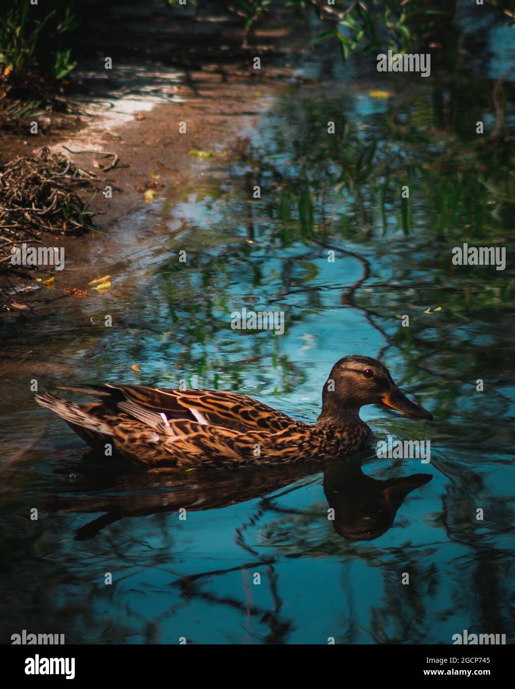 Closeup of a duck dipping on the river water Stock Photo - Alamy