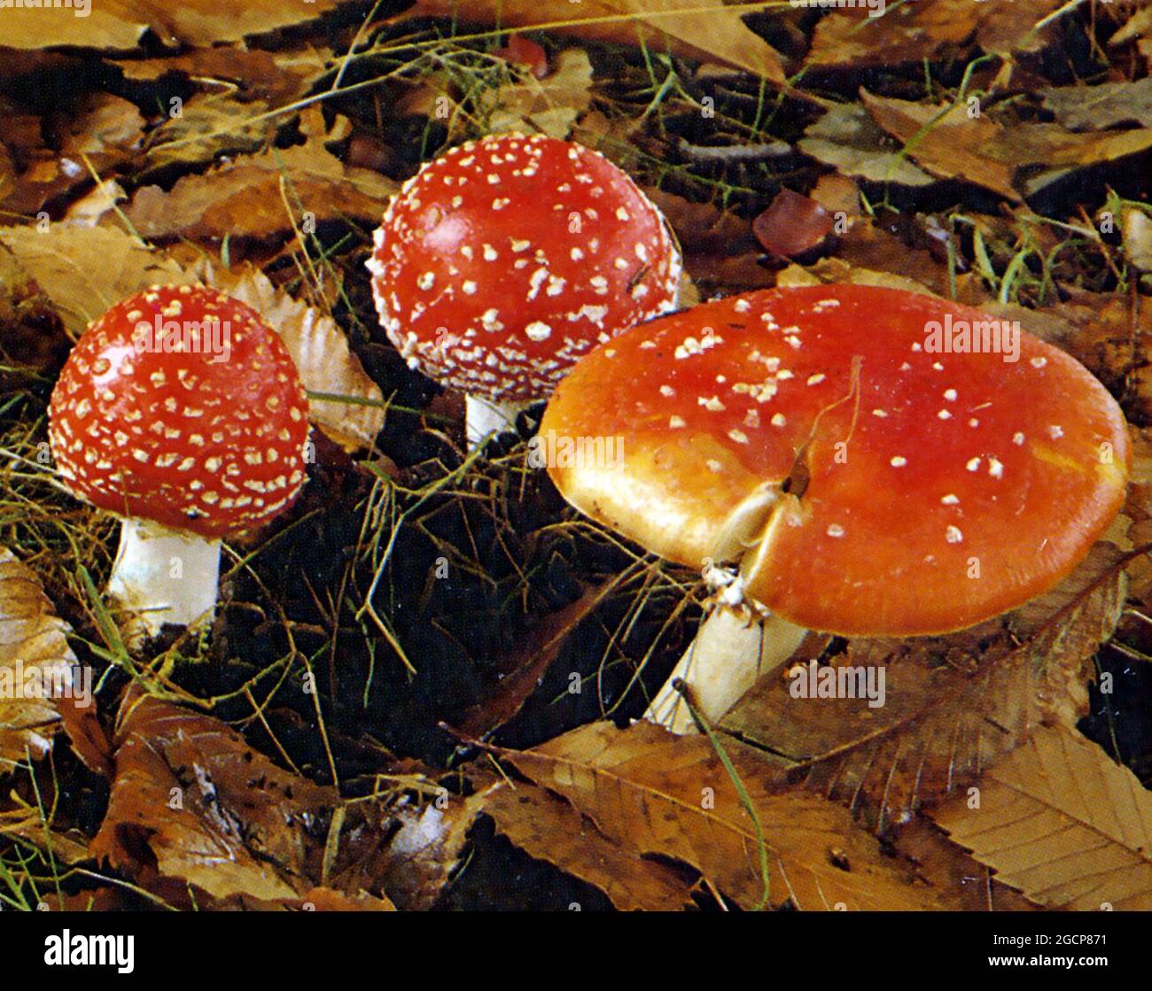 A picture of a Fly Agaric mushroom from a family of ground dwelling ...
