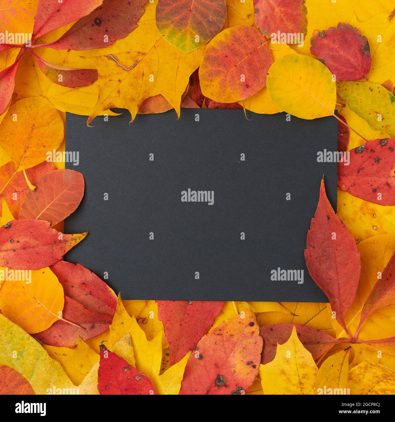 Hello autumn. autumn flat lay with paper sheet and leaves Stock Photo ...