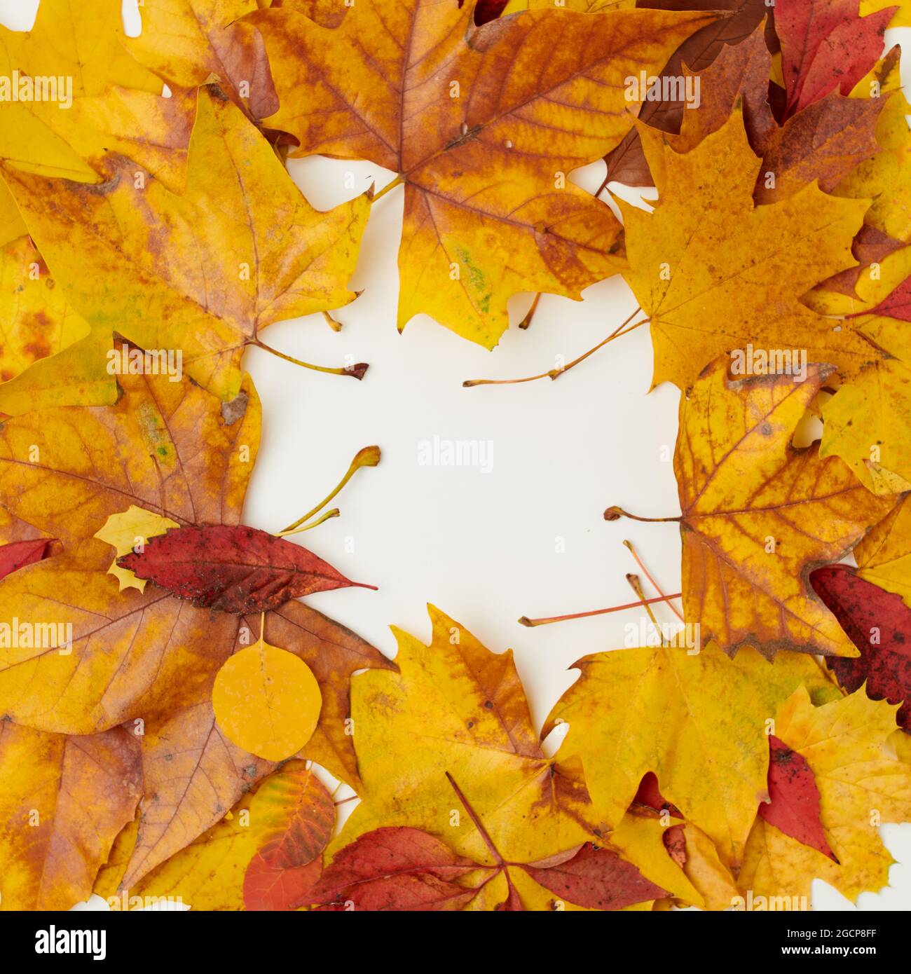 Hello september. autumn background with leaves on white background ...