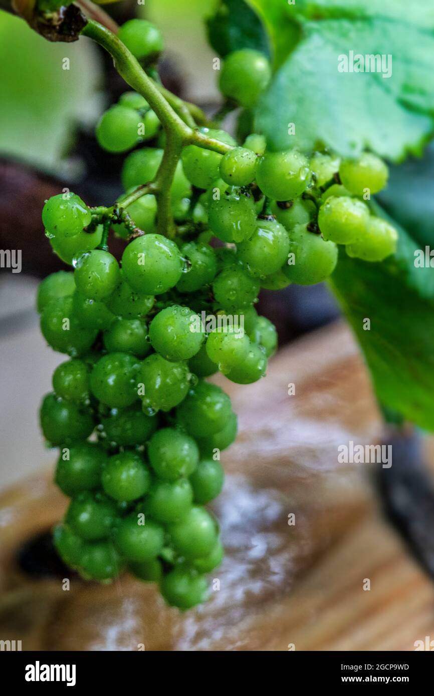 Rain drops on a bunch of grapes growing at the Grandfather Vineyard ...