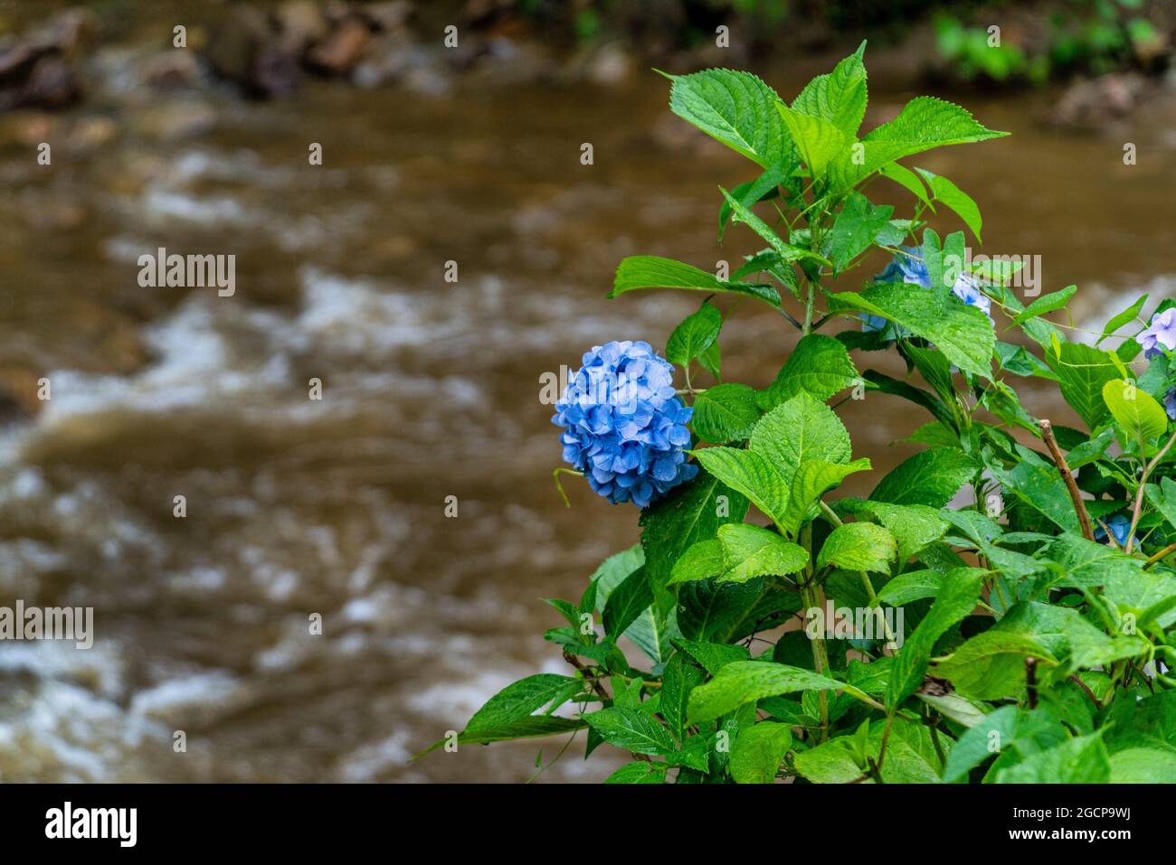 Blue Hydrangea bush growing on the edge of the Watauga River at the ...