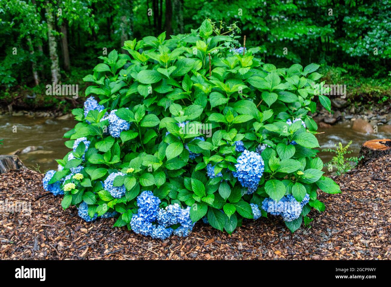 Blue Hydrangea bush growing on the edge of the Watauga River at the ...