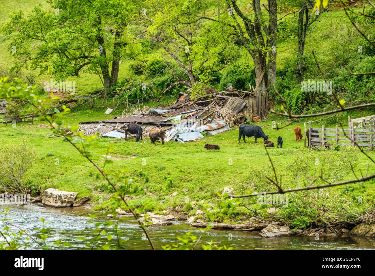 Cattle grazing by a collapsed barn on the New River in Todd, North ...